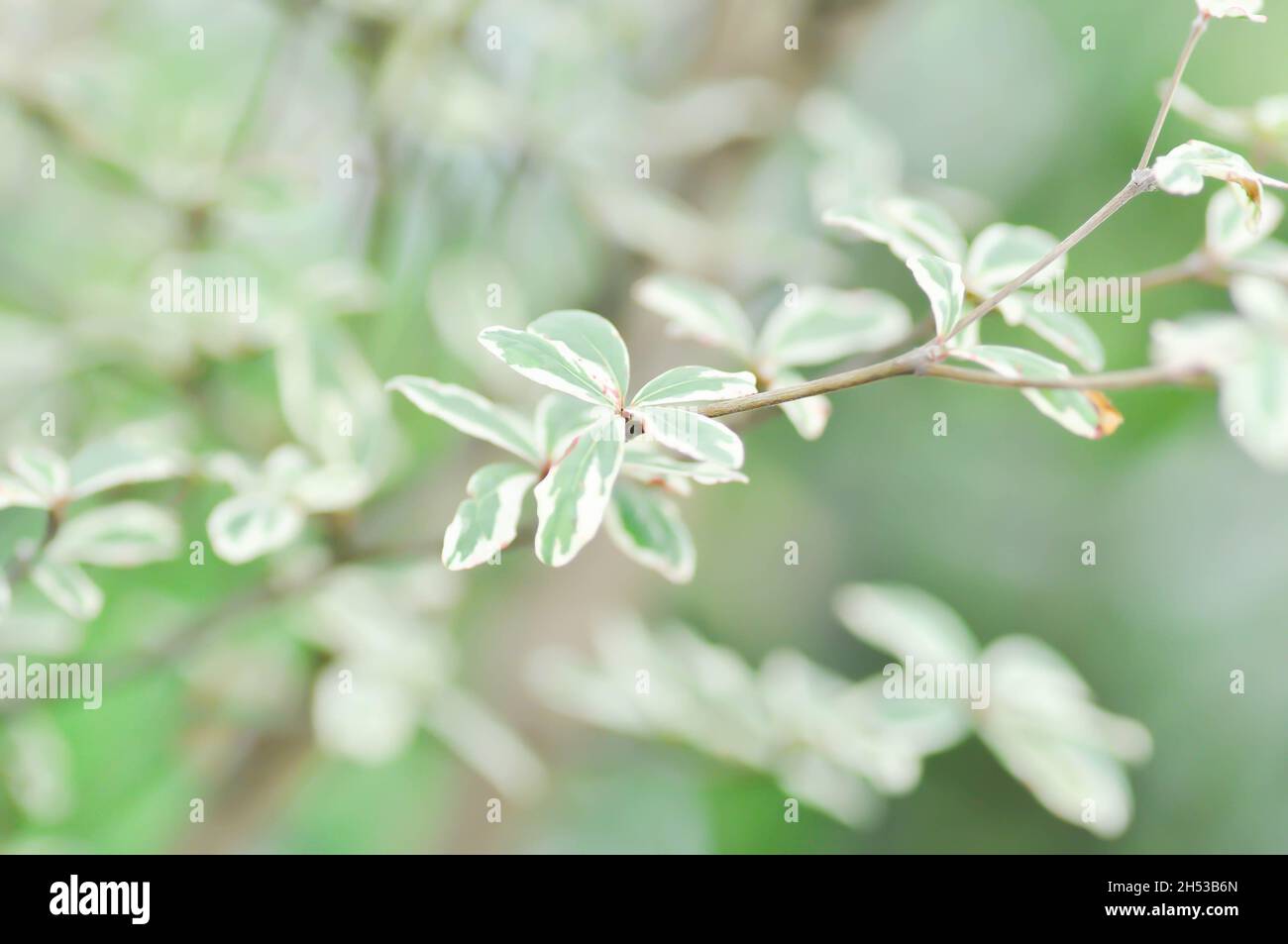 Terminate ivorensis hi-res stock photography and images - Alamy