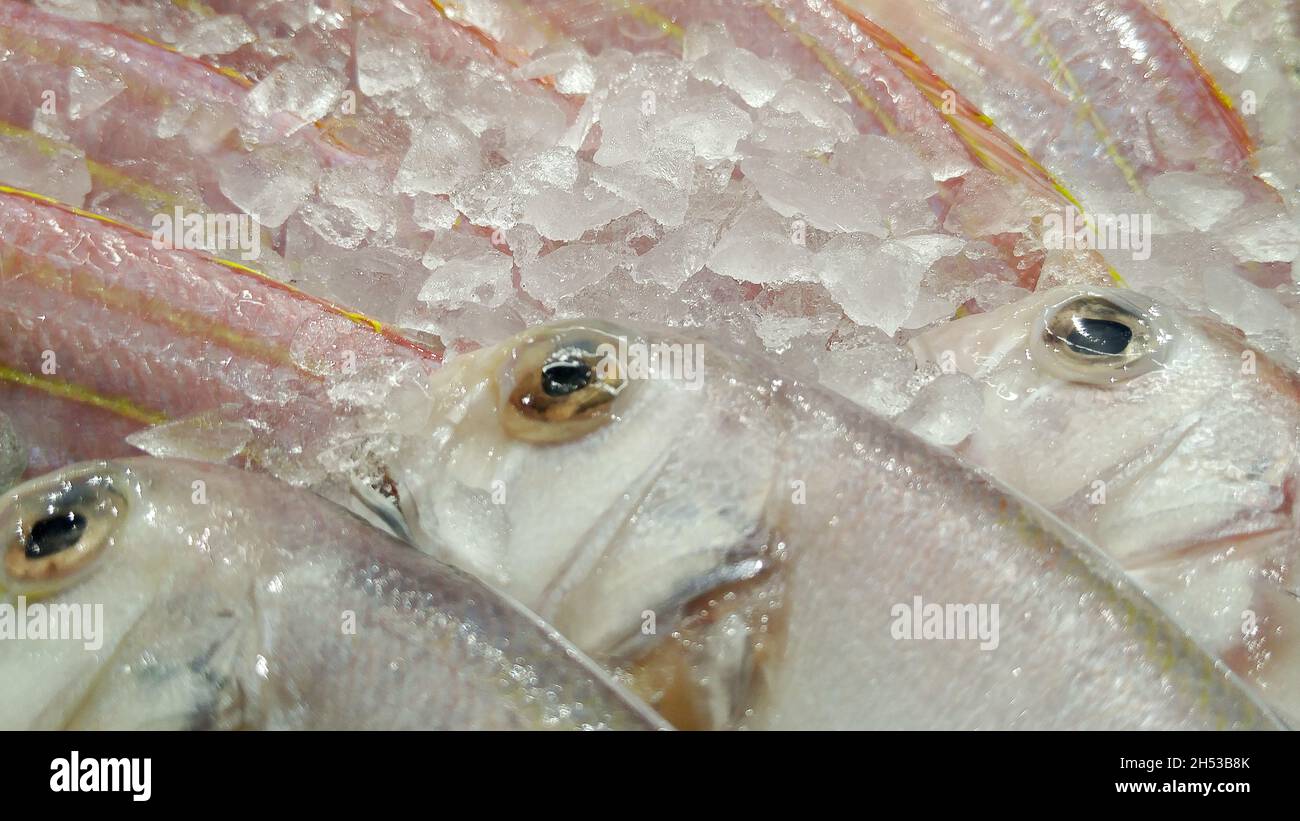 Chilled sea fish Stock Photo - Alamy