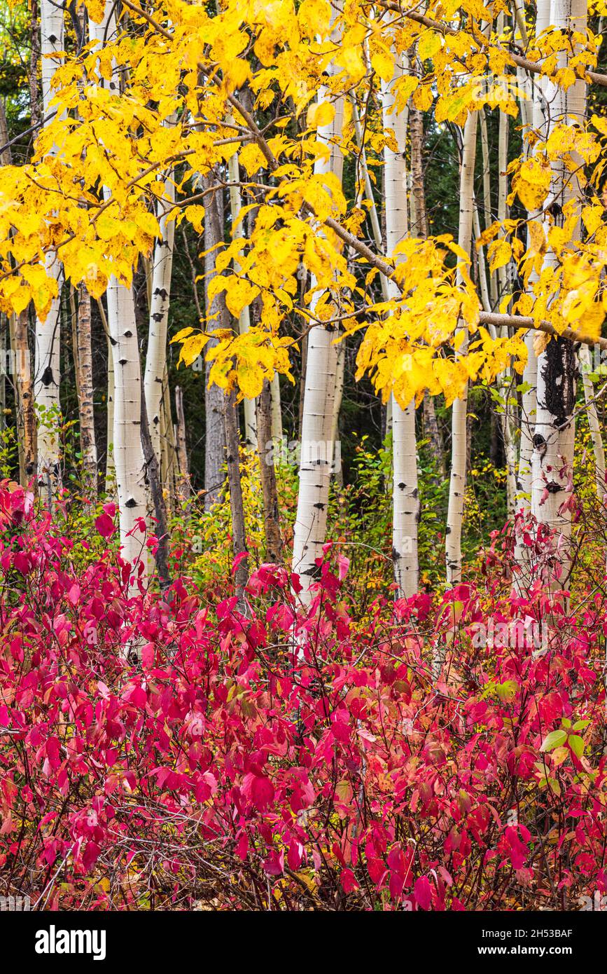 Fall foliage color in Northern Manitoba, Canada Stock Photo - Alamy