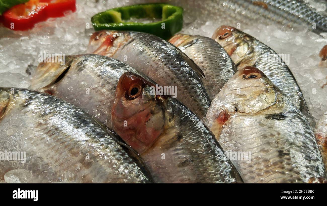 Chilled sea fish Stock Photo - Alamy