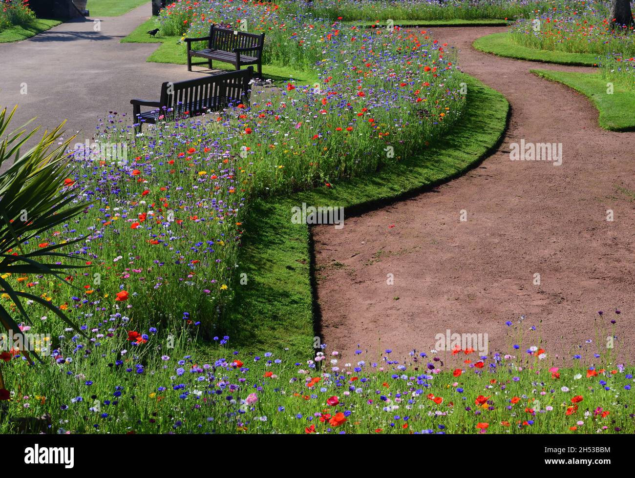Wildflower displays in Abbey Park Gardens, Torquay, South Devon Stock ...