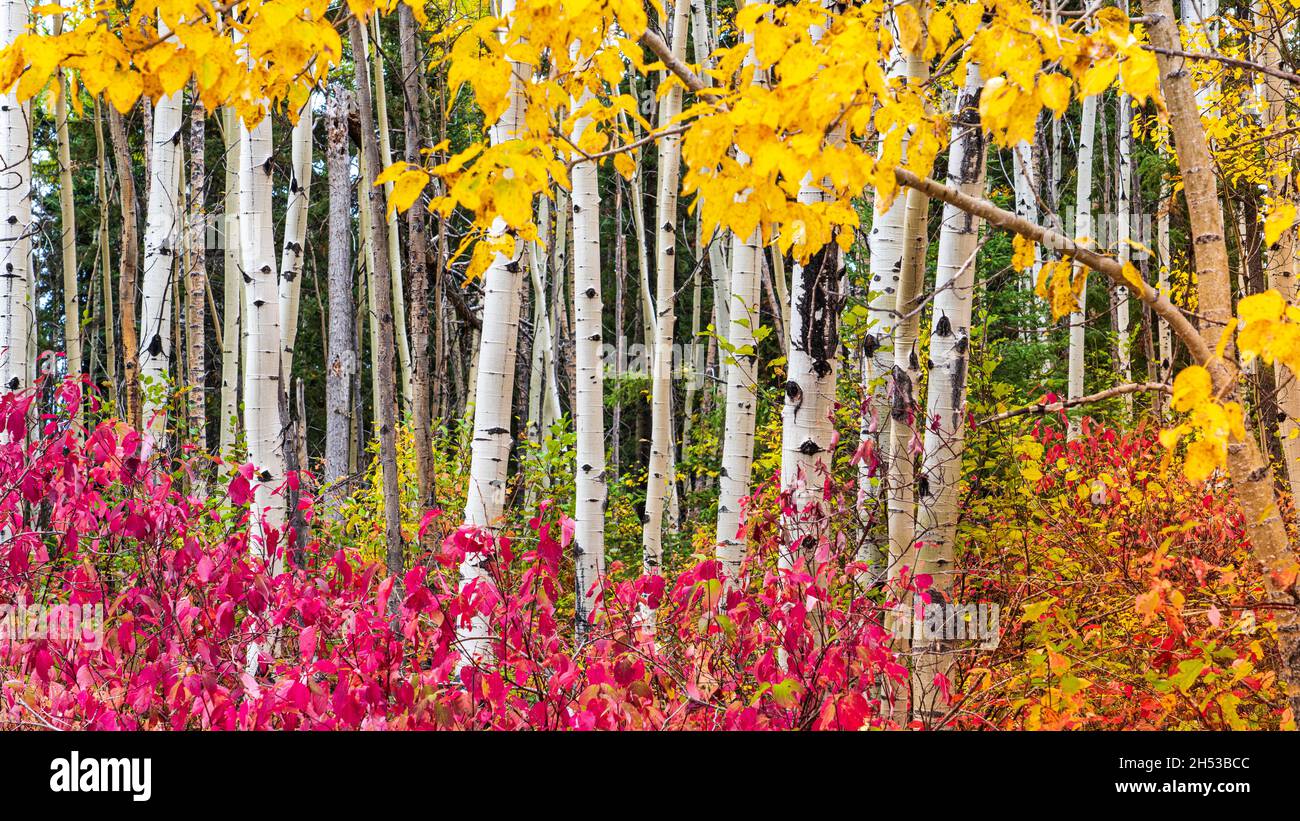 Fall foliage color in Northern Manitoba, Canada Stock Photo - Alamy