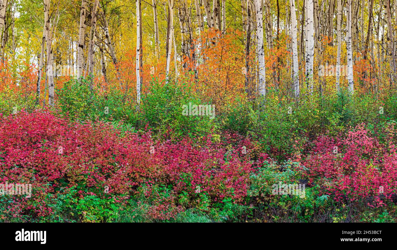 Fall foliage color in Northern Manitoba, Canada Stock Photo - Alamy