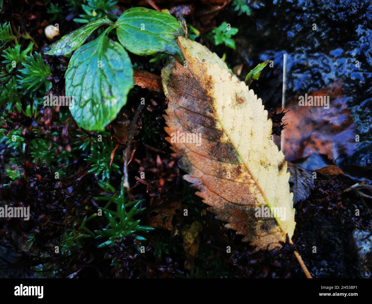 Closeup shot of a damaged autumn leaf outdoors Stock Photo - Alamy
