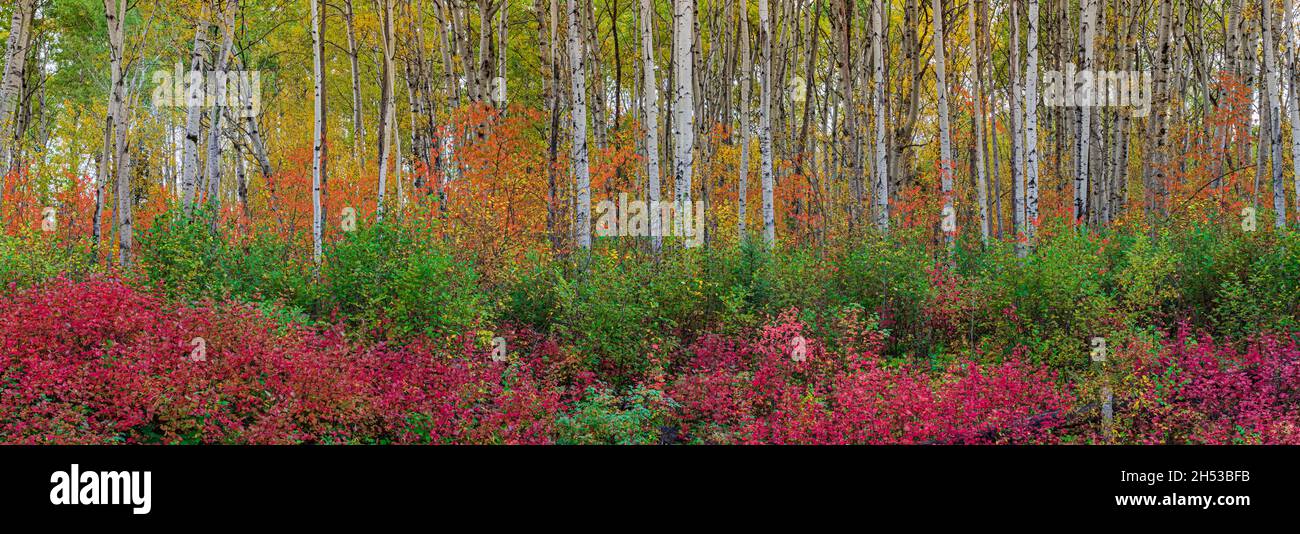 Fall foliage color in Northern Manitoba, Canada Stock Photo - Alamy