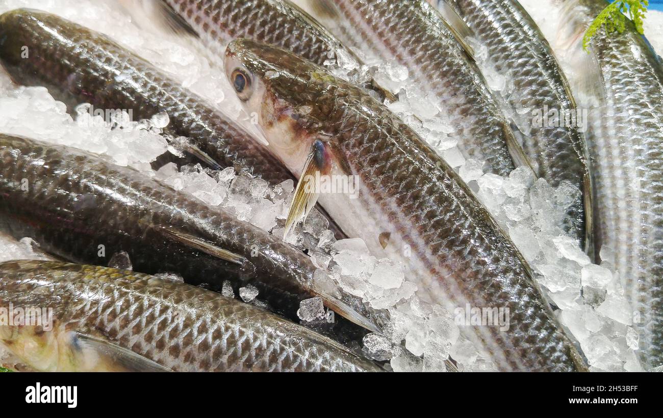 Chilled sea fish Stock Photo - Alamy