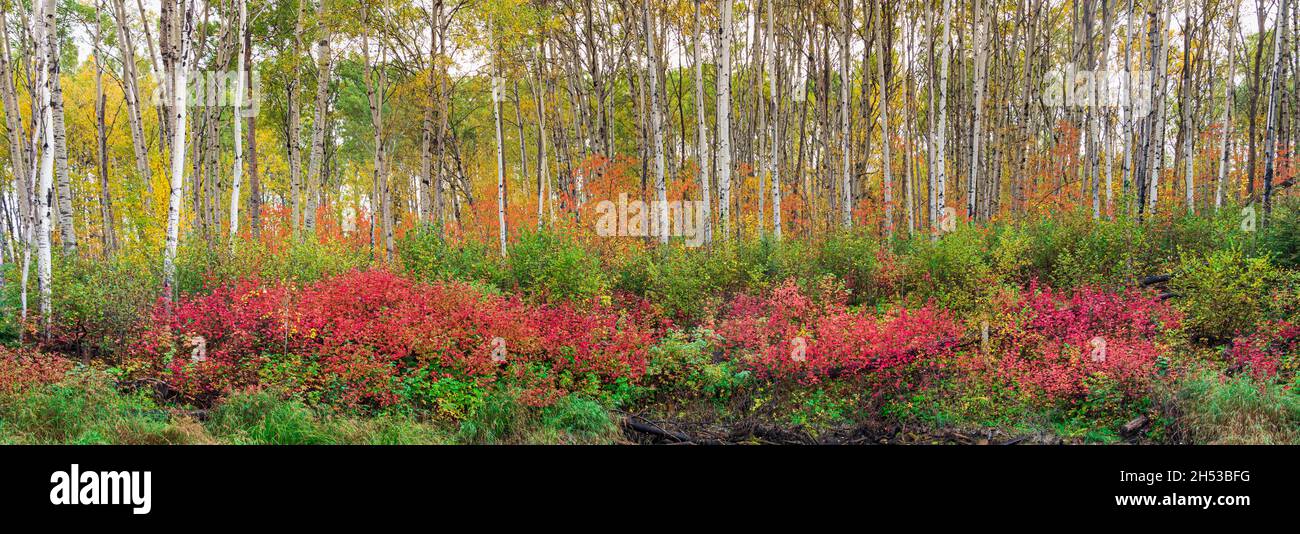 Fall foliage color in Northern Manitoba, Canada Stock Photo - Alamy