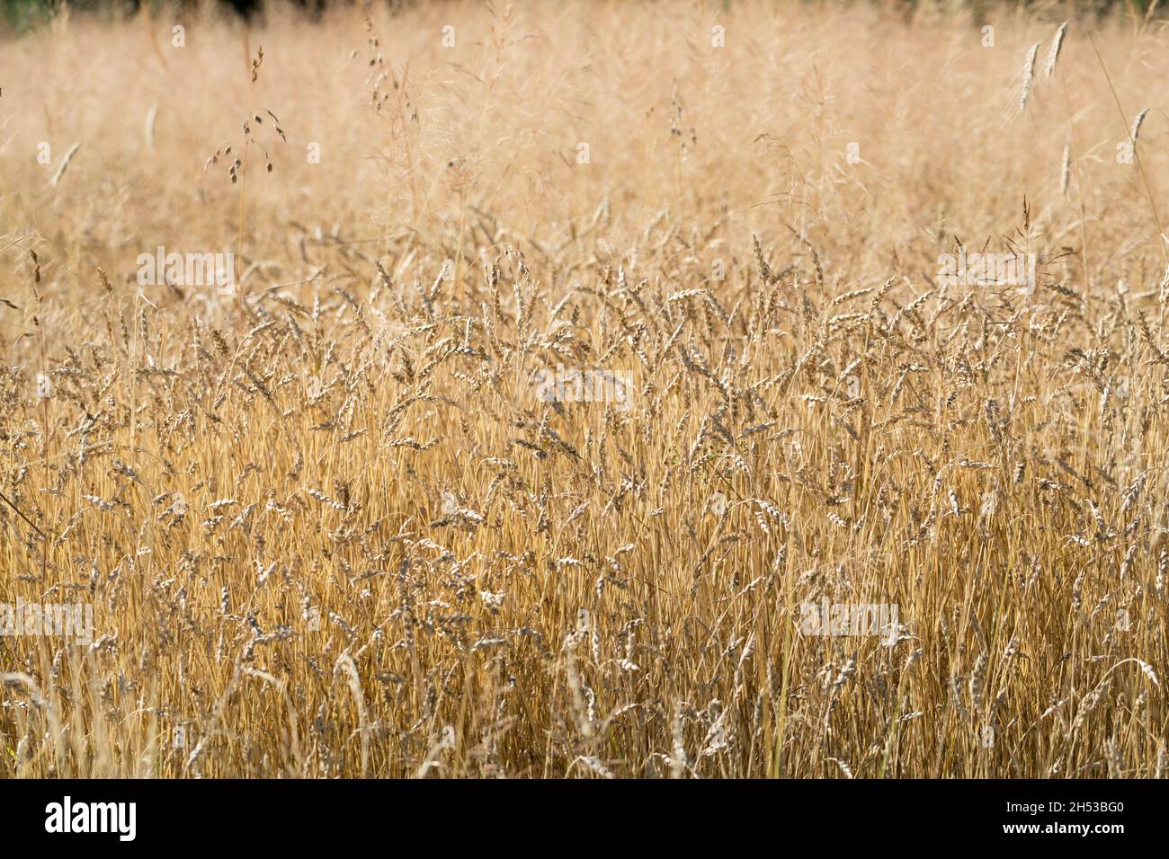 golden wheat in a farm field Stock Photo - Alamy