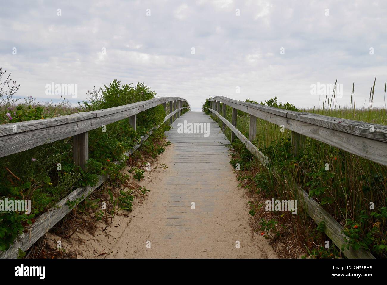 Cod north sea swimming hi-res stock photography and images - Alamy