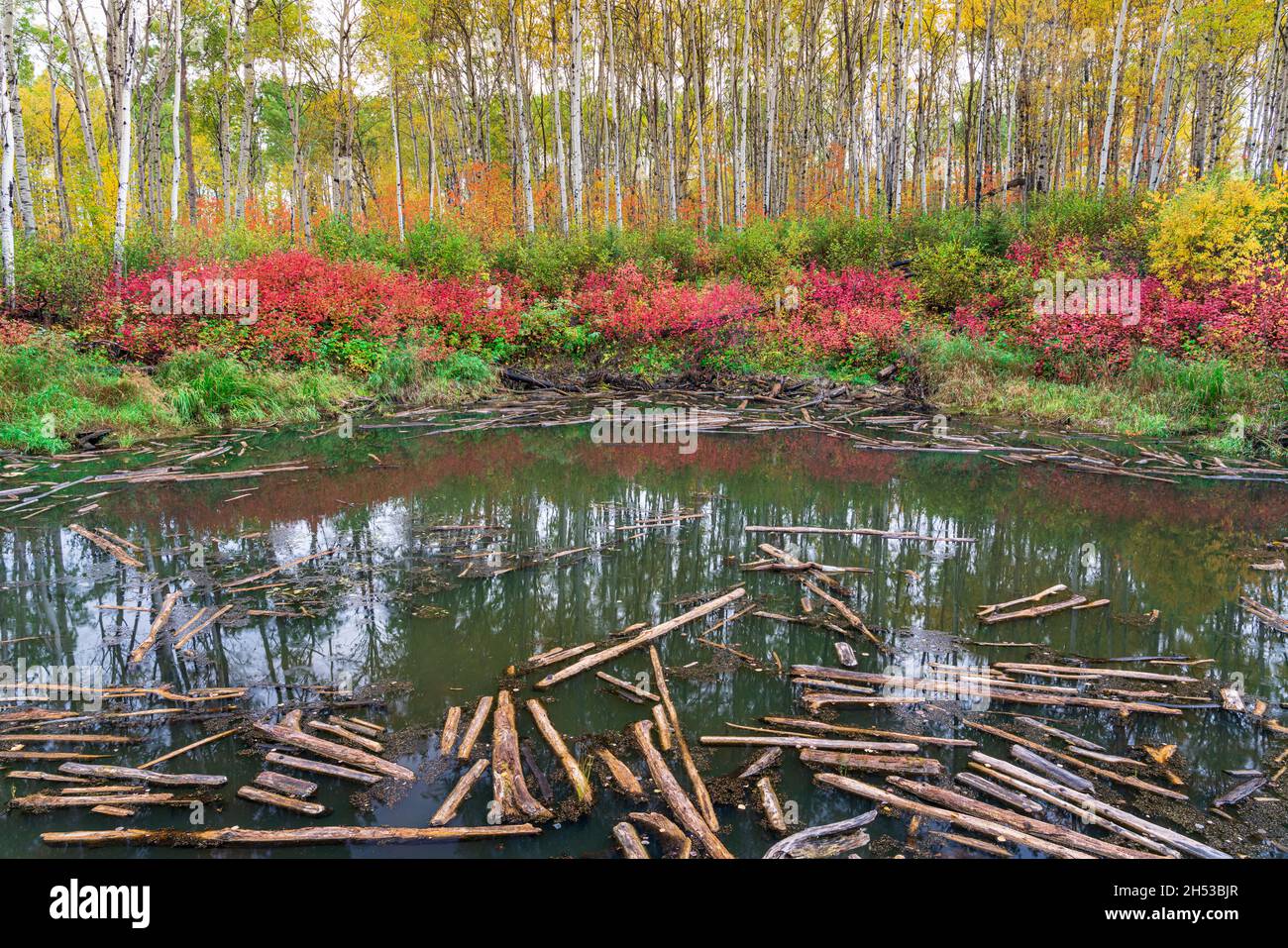 Fall foliage color in Northern Manitoba, Canada Stock Photo - Alamy
