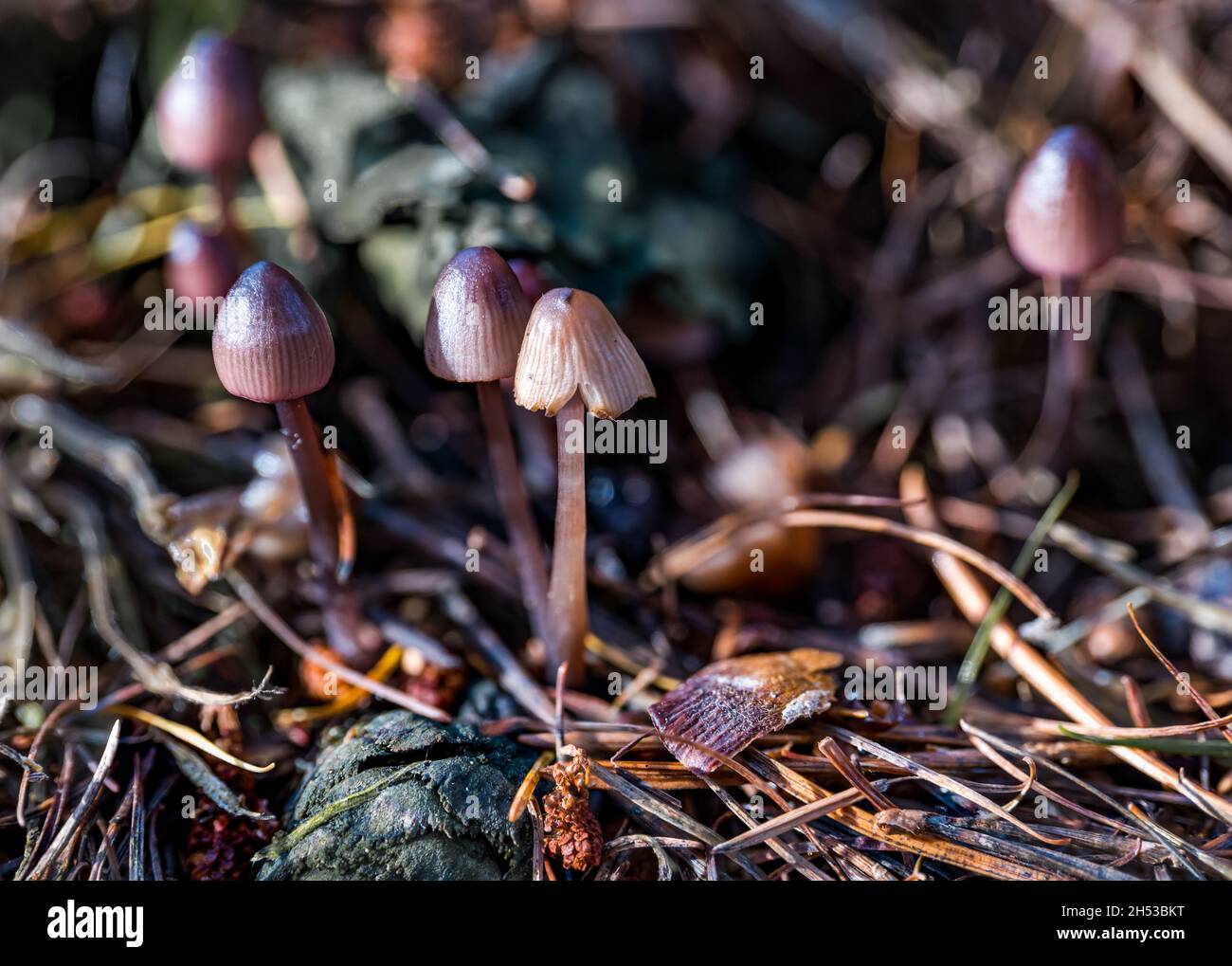 Purple edge bonnet hi-res stock photography and images - Alamy