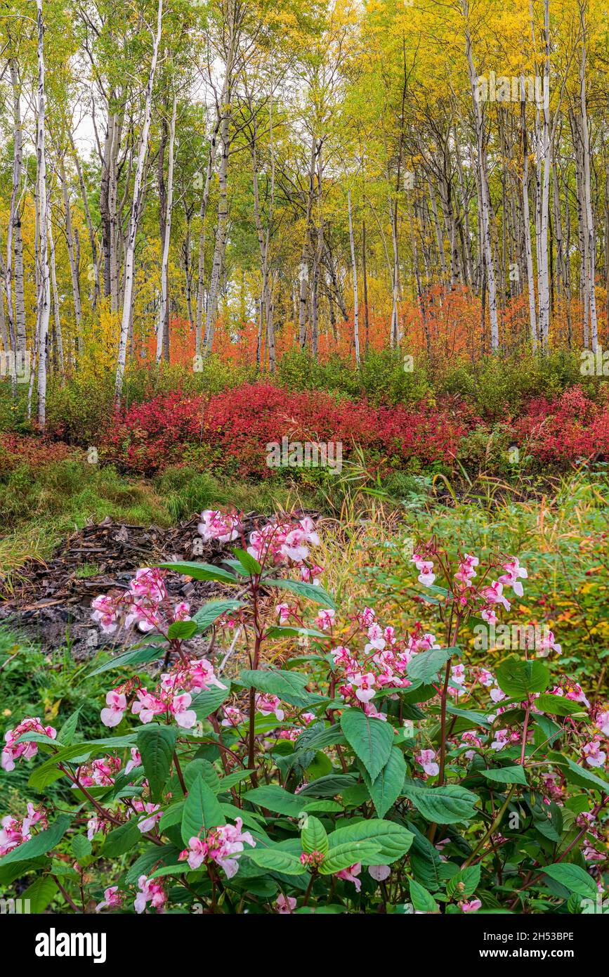 Fall foliage color in Northern Manitoba, Canada Stock Photo - Alamy