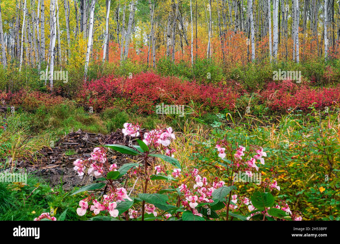 Fall foliage color in Northern Manitoba, Canada Stock Photo - Alamy