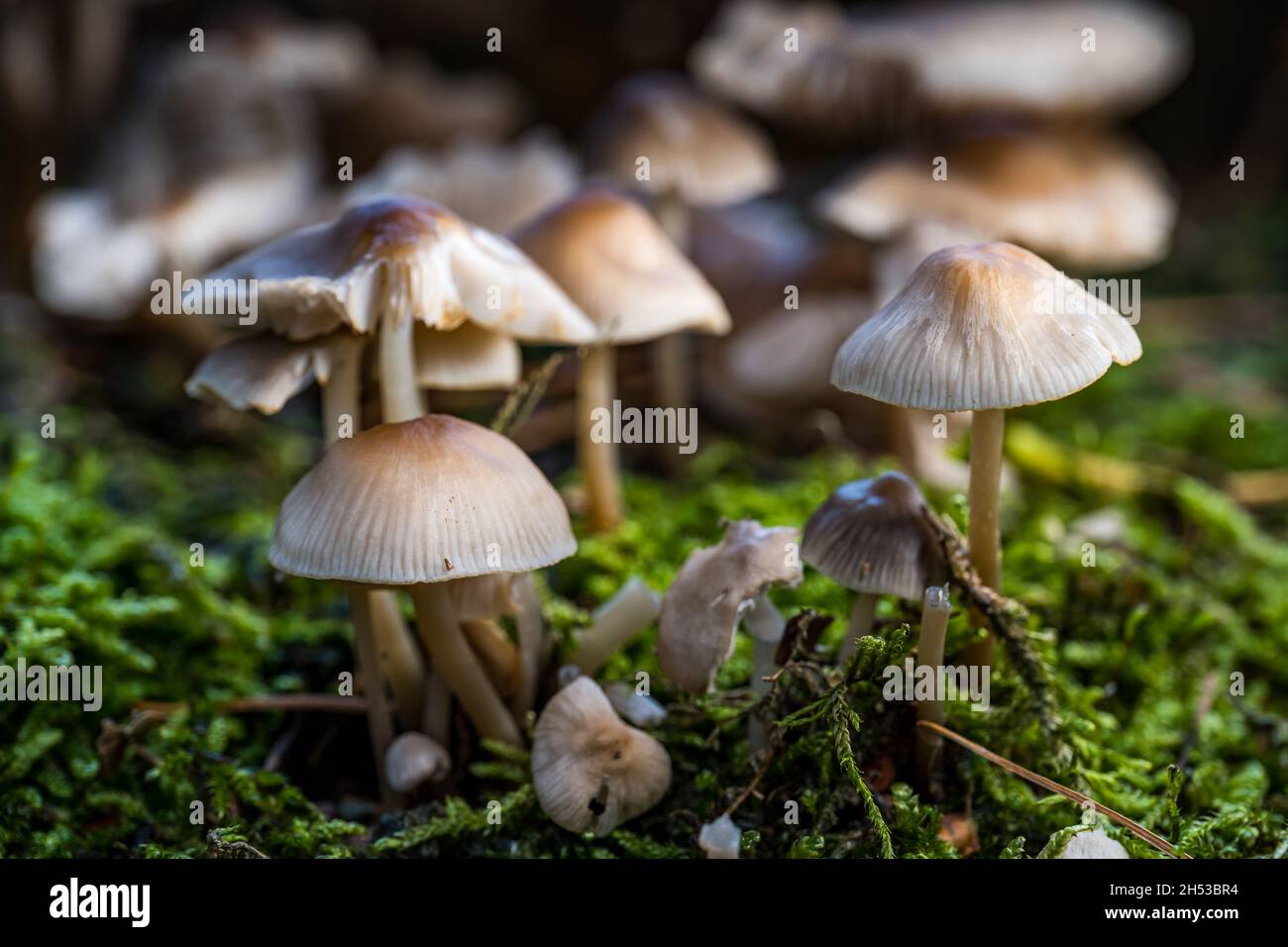 Late season bonnet mycena arcangeliana hi-res stock photography and ...