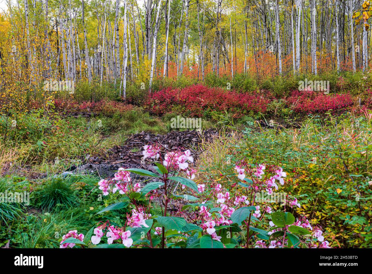 Fall foliage color in Northern Manitoba, Canada Stock Photo - Alamy