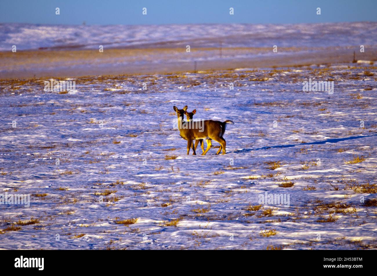 Two whitetail deer early in the morning after huge snowfall, Iowa Stock ...