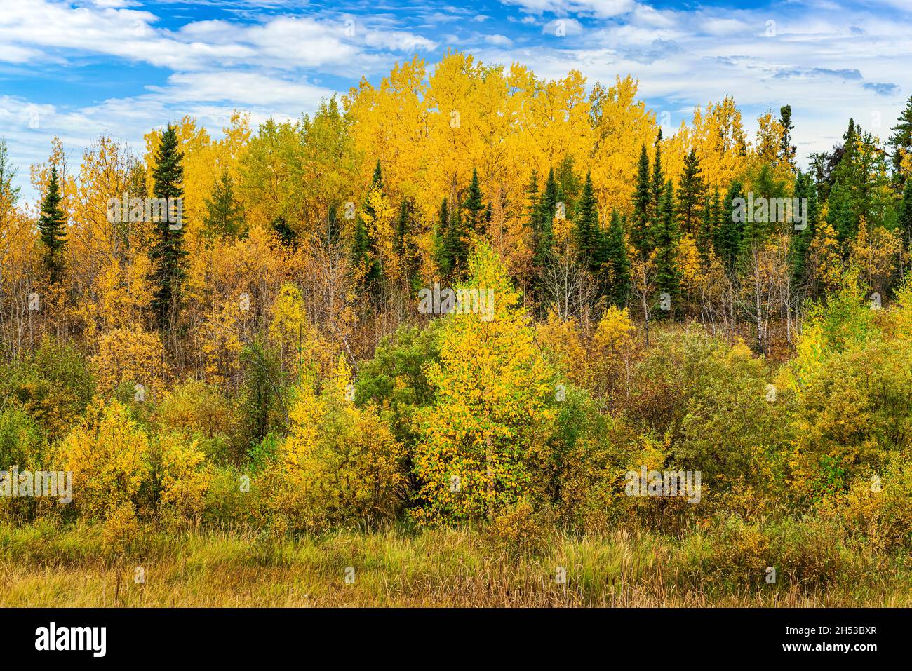 Fall foliage color in Northern Manitoba, Canada Stock Photo - Alamy