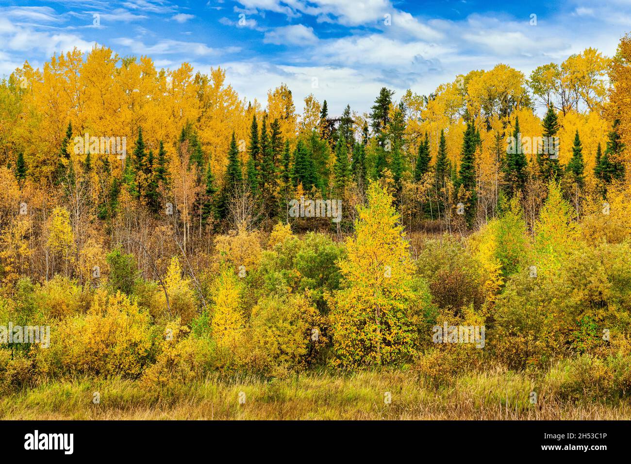Fall foliage color in Northern Manitoba, Canada Stock Photo - Alamy