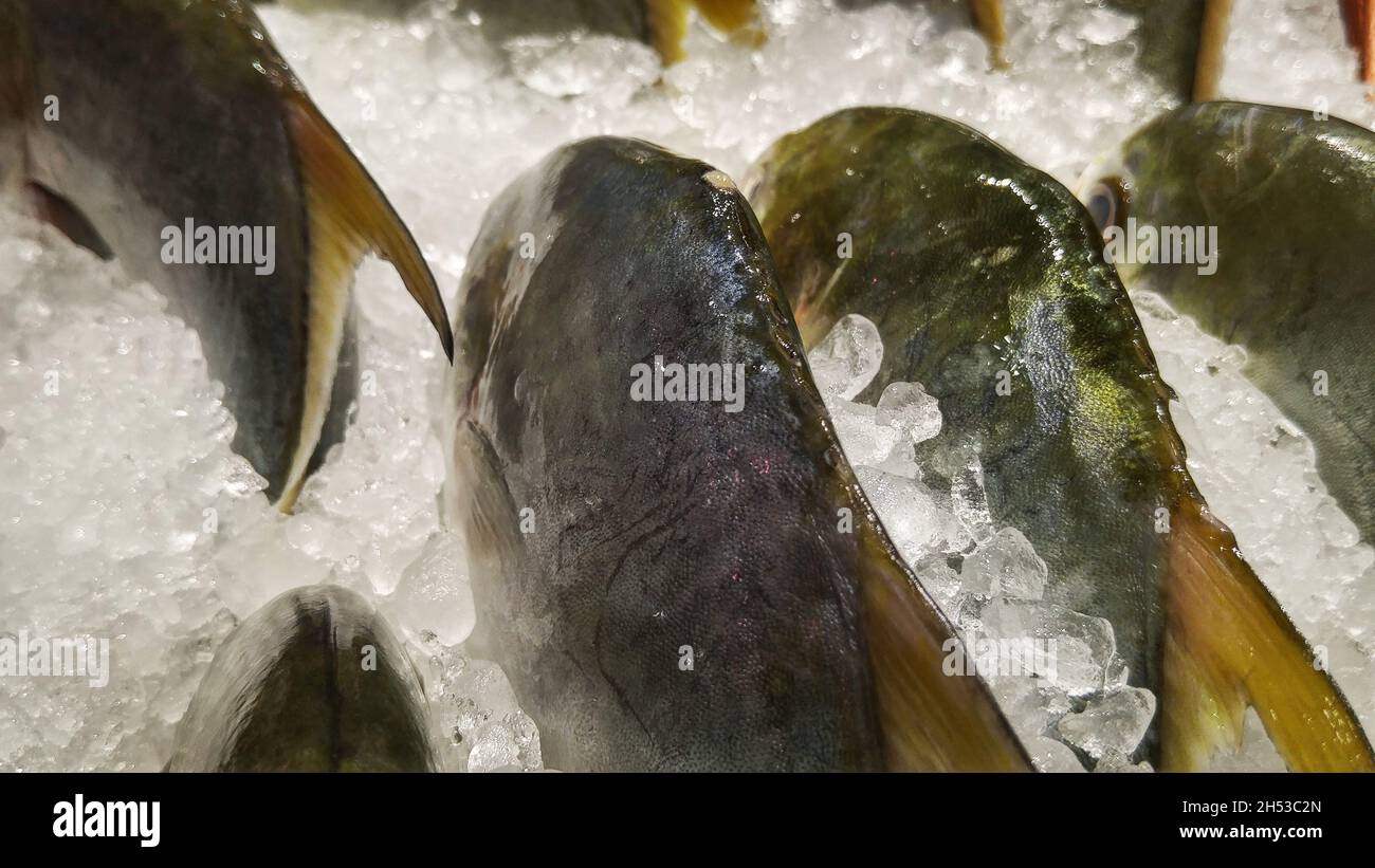 Chilled sea fish Stock Photo - Alamy