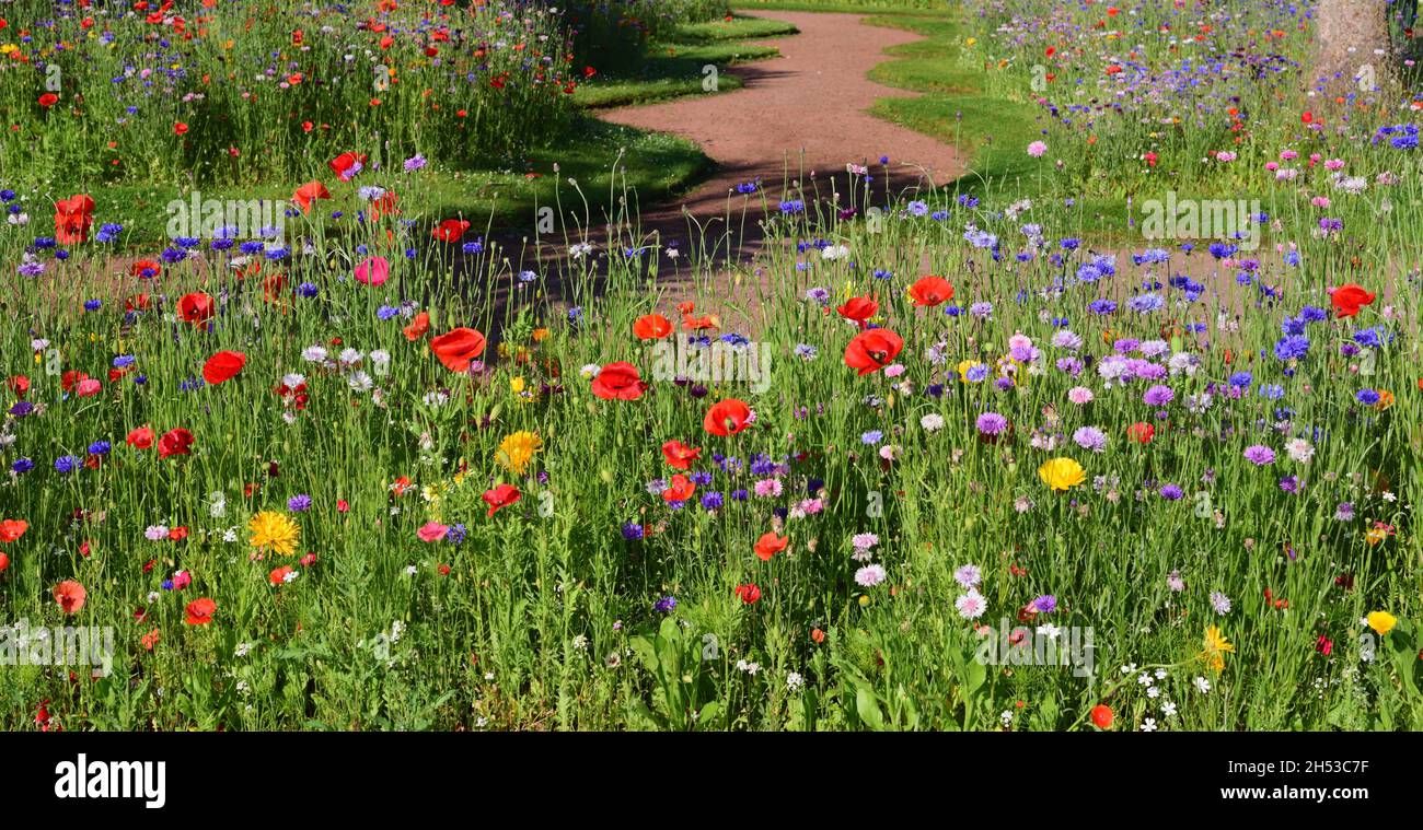 Wildflower displays in Abbey Park Gardens, Torquay, South Devon Stock ...