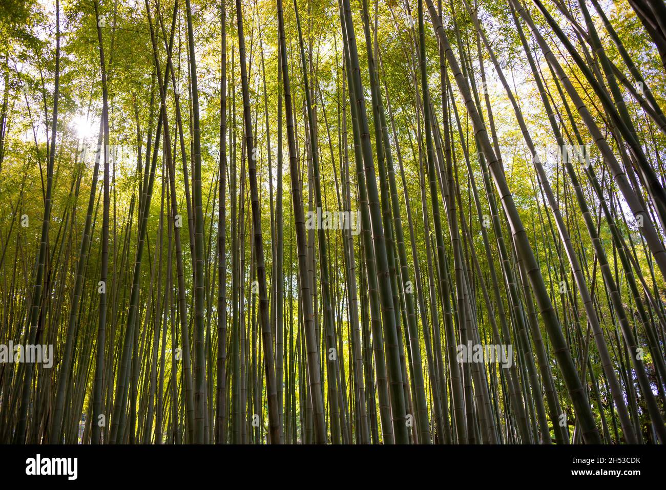 Bamboo growing in japan hi-res stock photography and images - Alamy