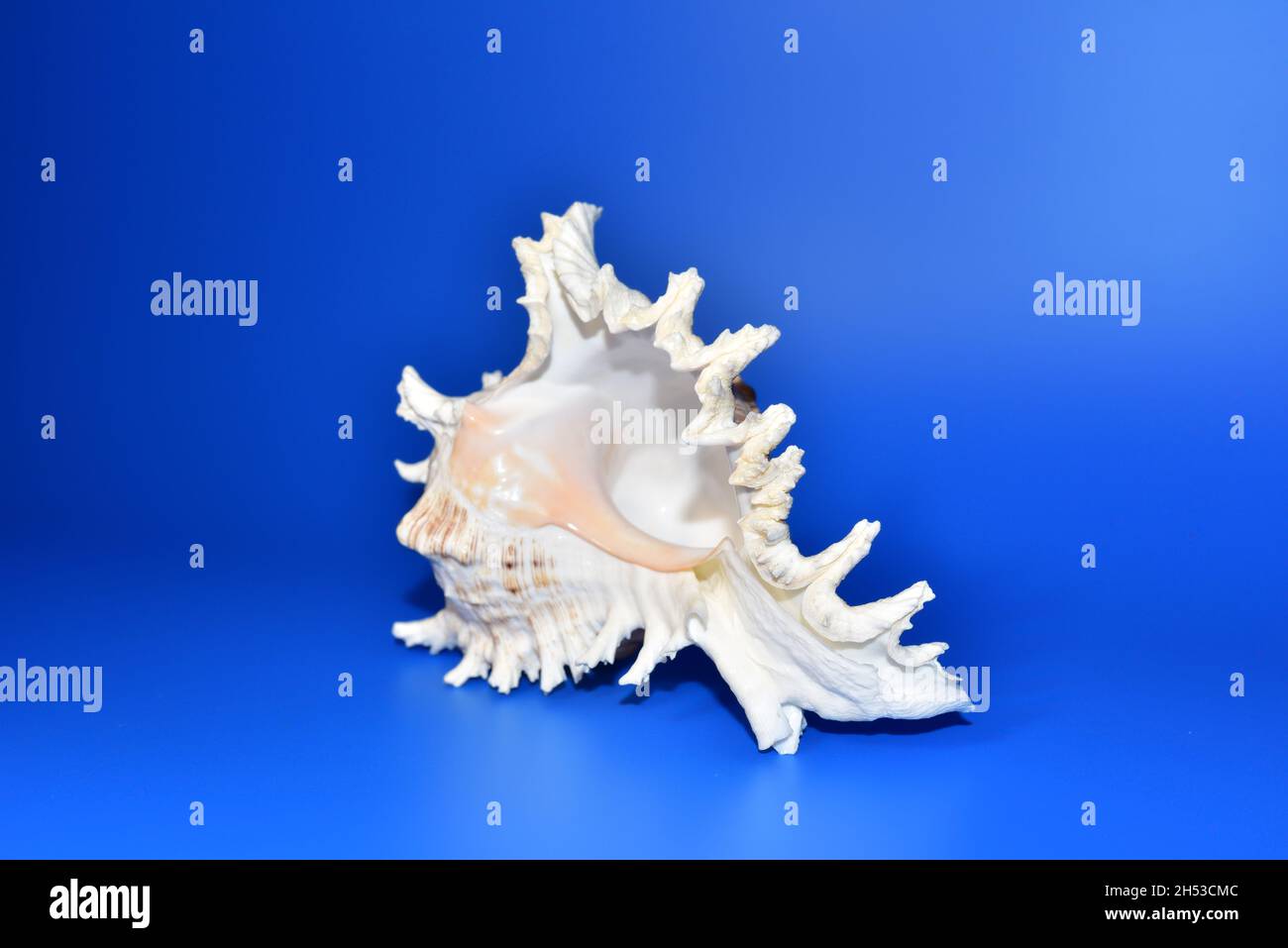 Seashell on a blue background. Sea shells collected on tropical sandy ...