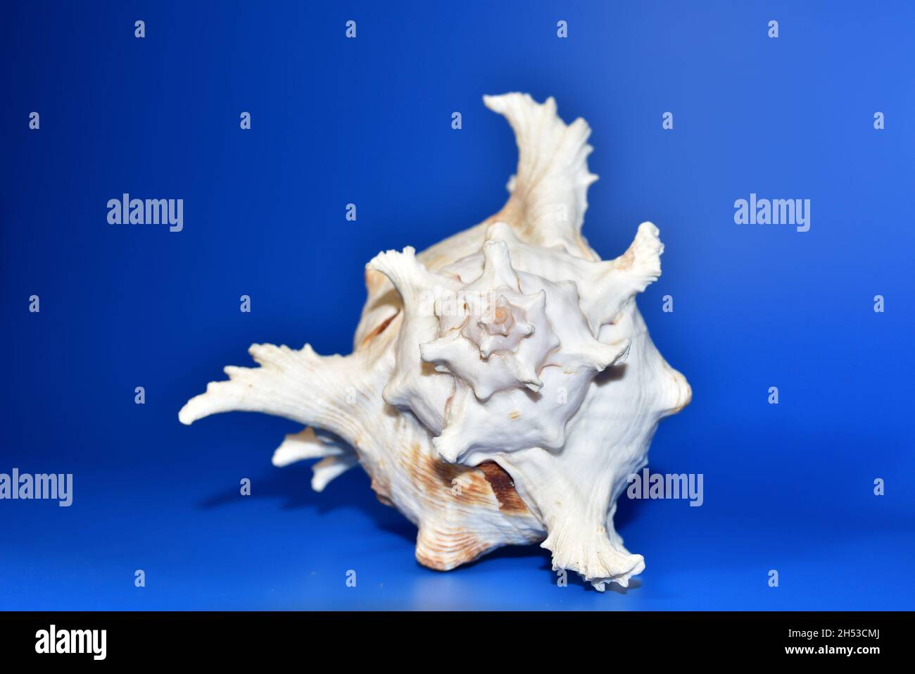 Seashell on a blue background. Sea shells collected on tropical sandy ...