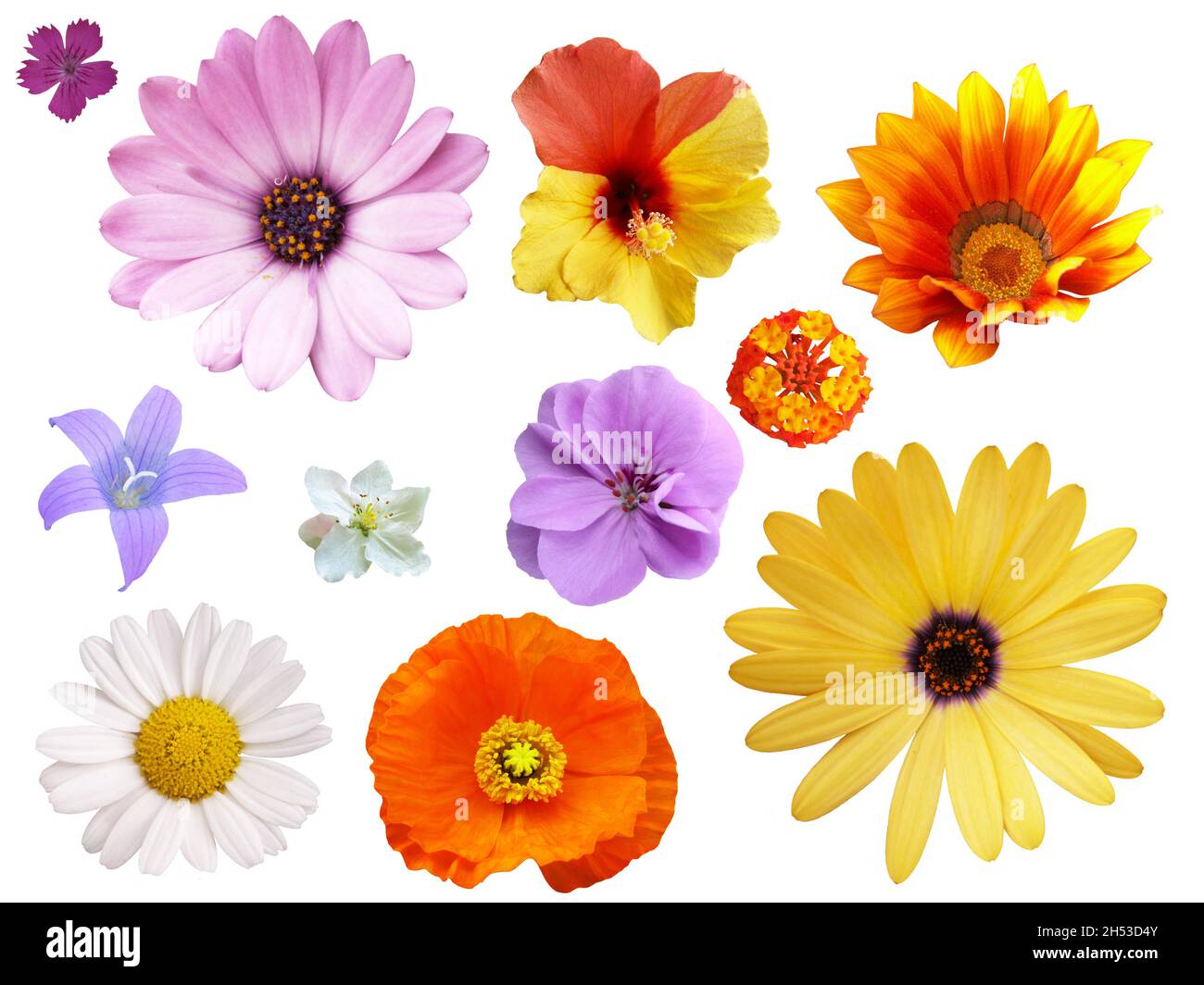 Set of different colorful flowers isolated on white background Stock ...