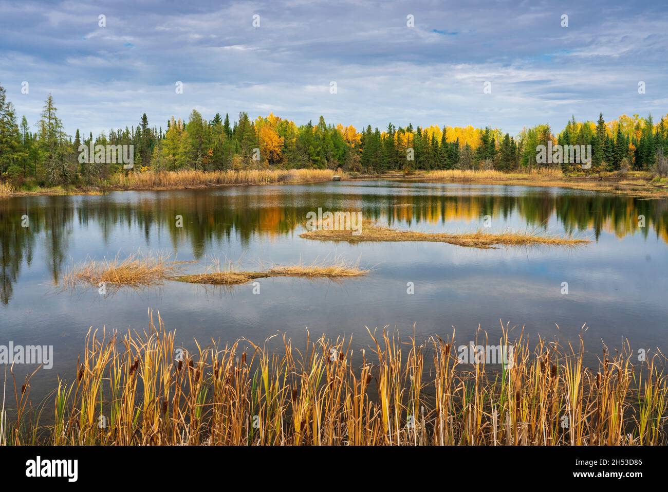 Fall foliage color in Northern Manitoba, Canada Stock Photo - Alamy