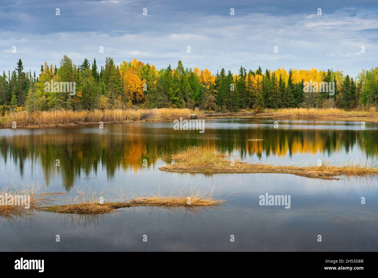 Fall foliage color in Northern Manitoba, Canada Stock Photo - Alamy