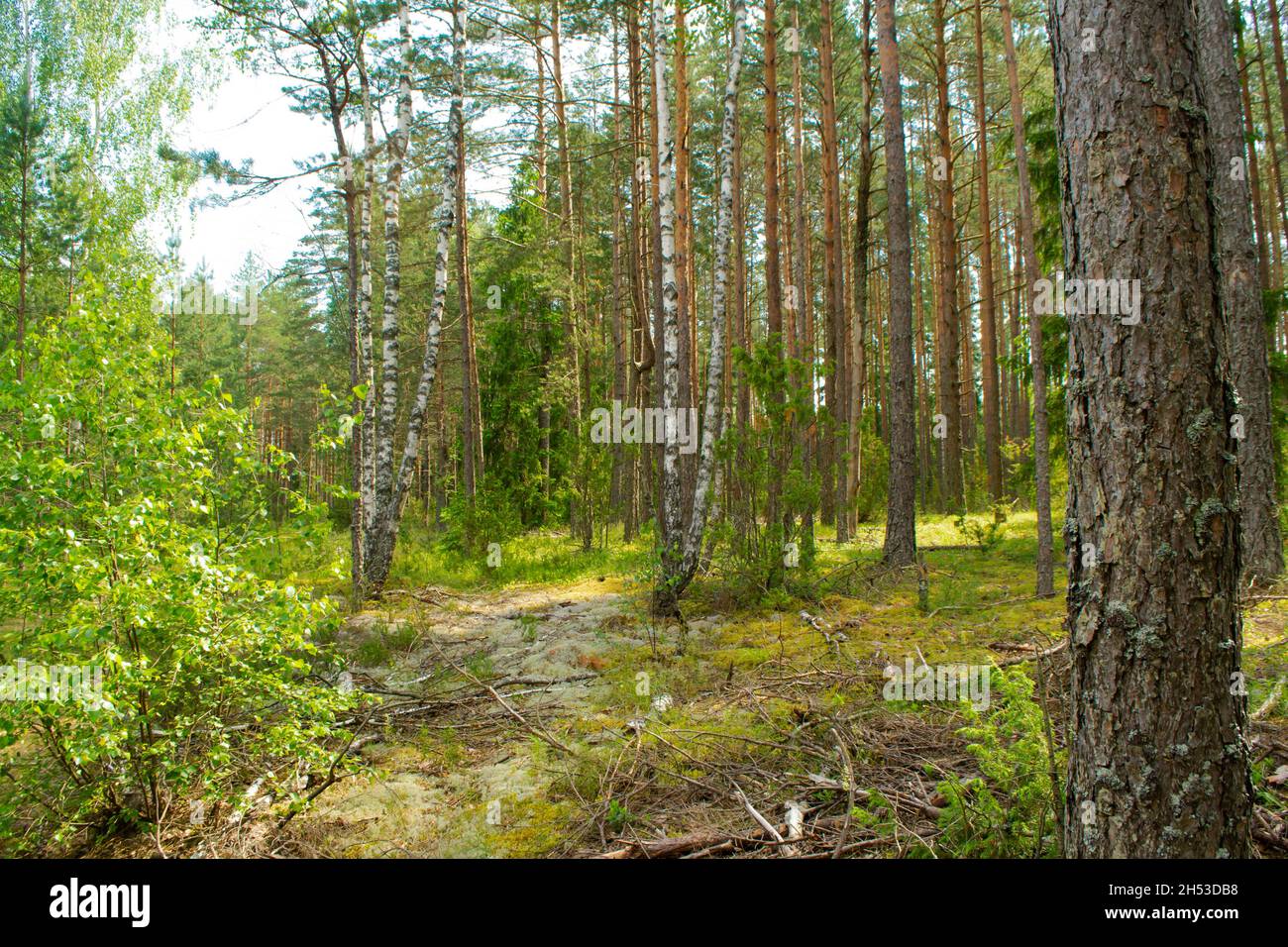 Tree house in deep forest sunshine hi-res stock photography and images ...