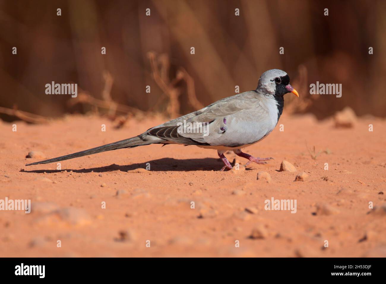 Namaqua pigeon hi-res stock photography and images - Alamy