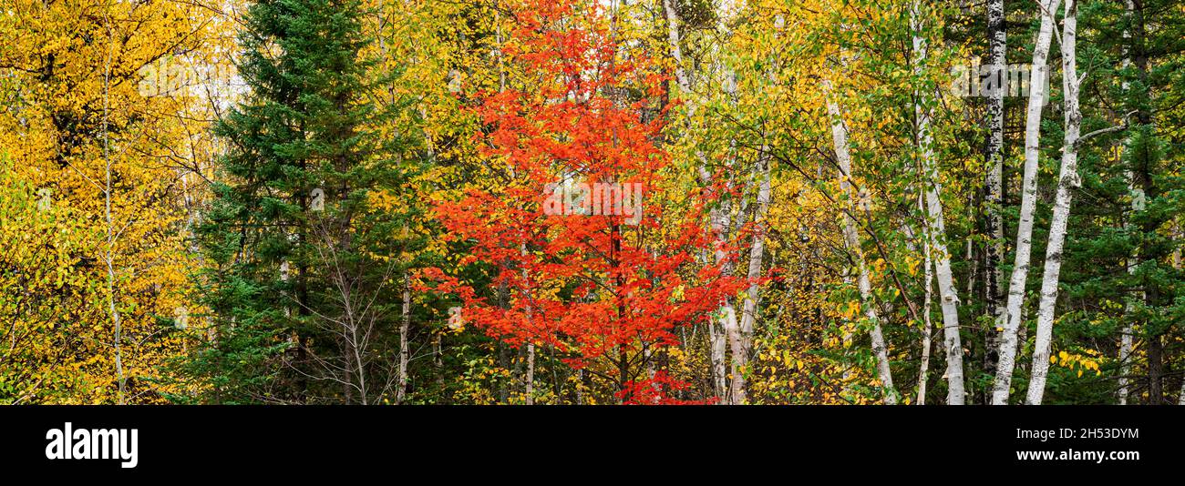 Fall foliage in the trees along Highway 11 in northwestern Ontario ...