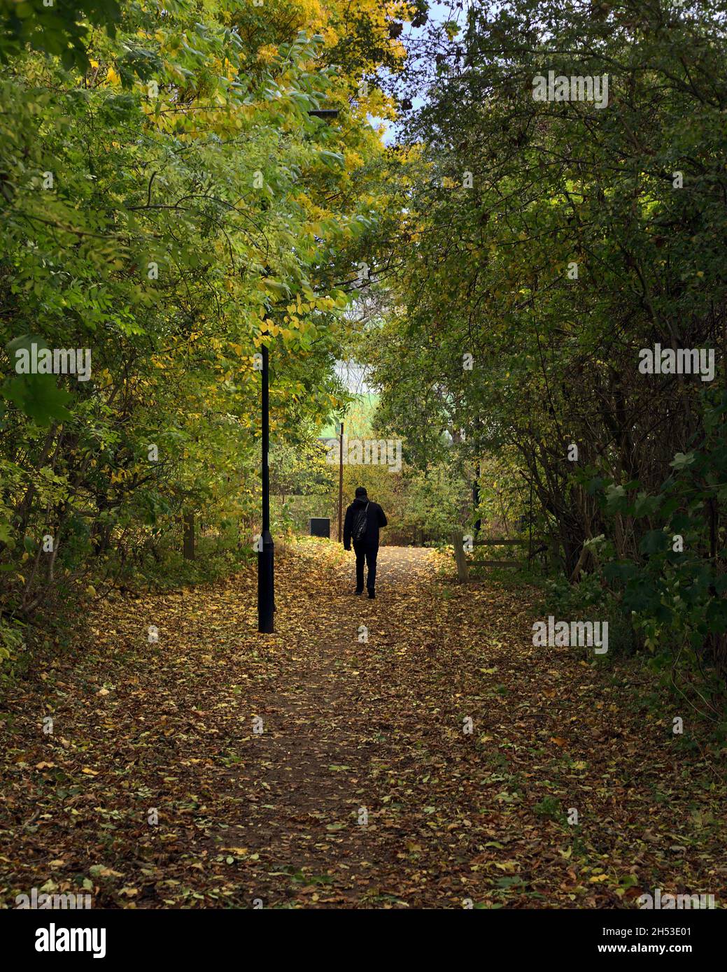 Urban tree lined footpath with the falling foliage of the autumn leaf ...