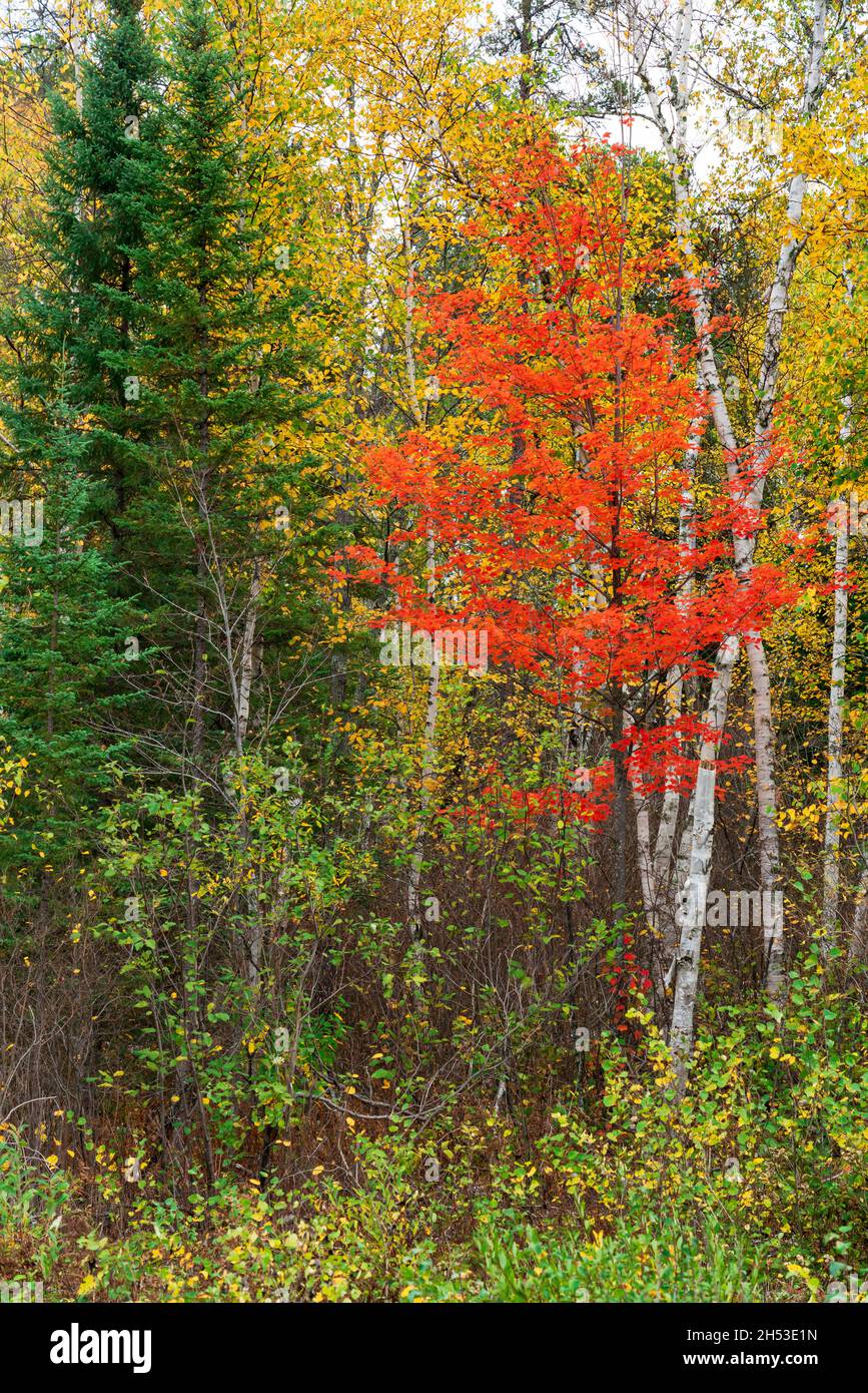 Fall foliage in the trees along Highway 11 in northwestern Ontario ...