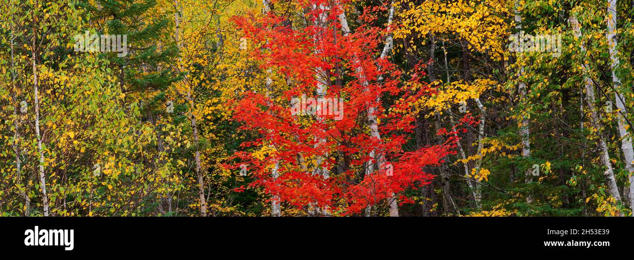 Fall foliage in the trees along Highway 11 in northwestern Ontario ...