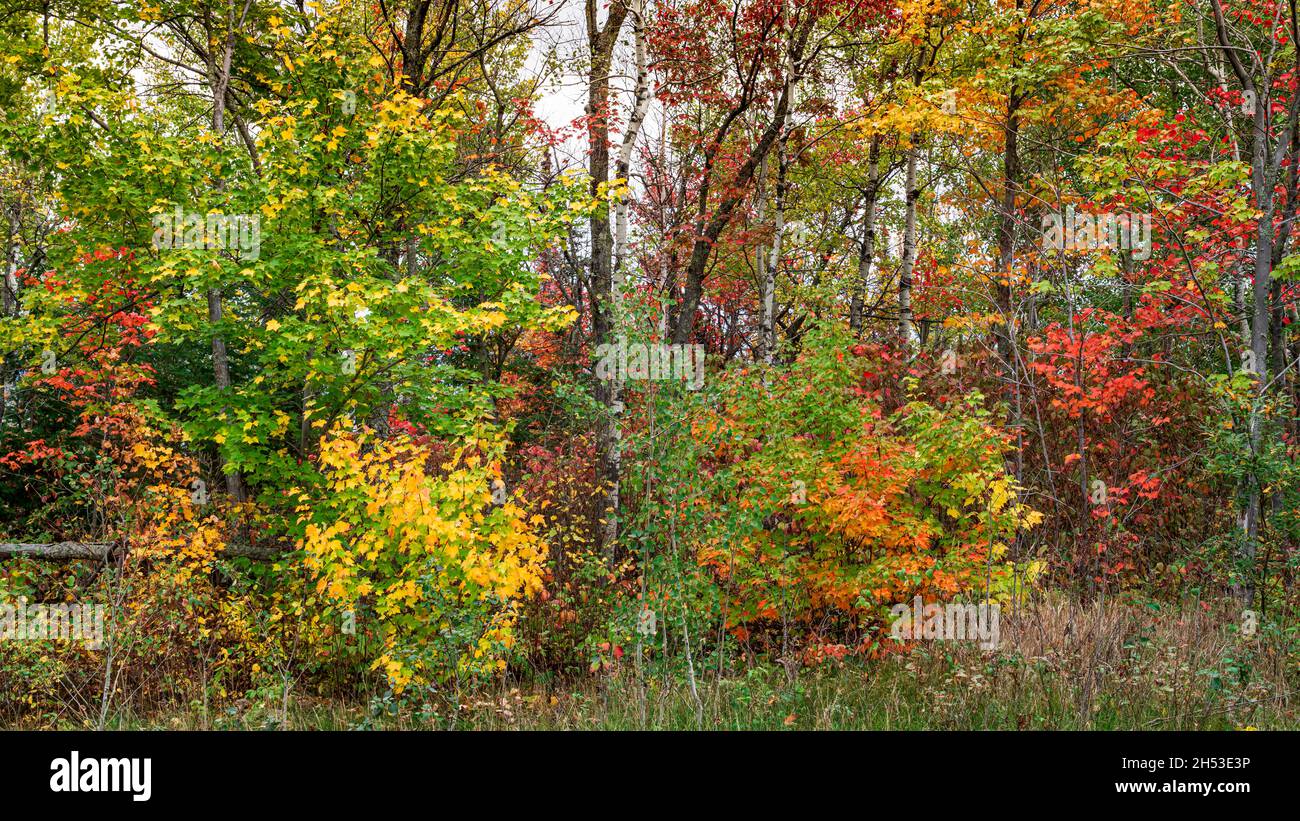 Fall foliage in the trees along Highway 11 in northwestern Ontario ...
