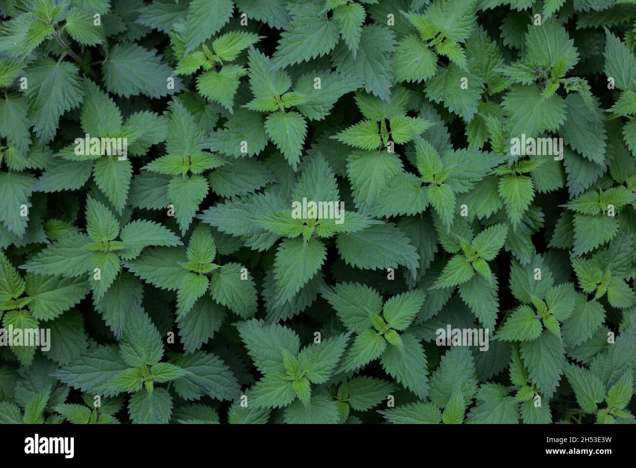 Nettle tops growing in the meadow Stock Photo - Alamy