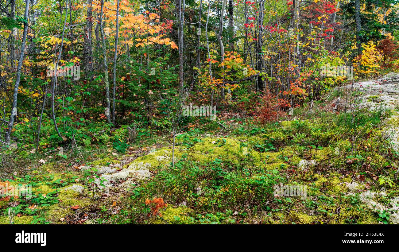 Fall foliage in the trees along Highway 11 in northwestern Ontario ...