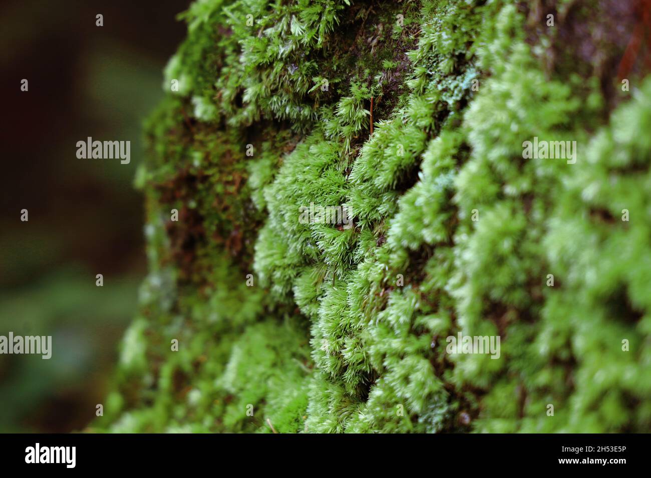 Moss on a Stone Stock Photo - Alamy