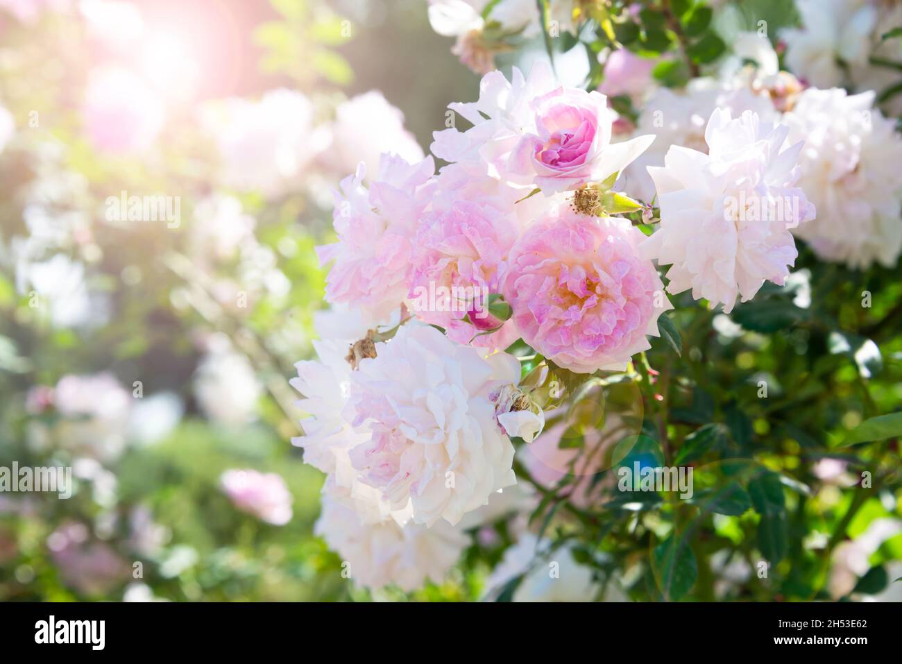 Beautiful roses growing in a garden in spring Stock Photo - Alamy