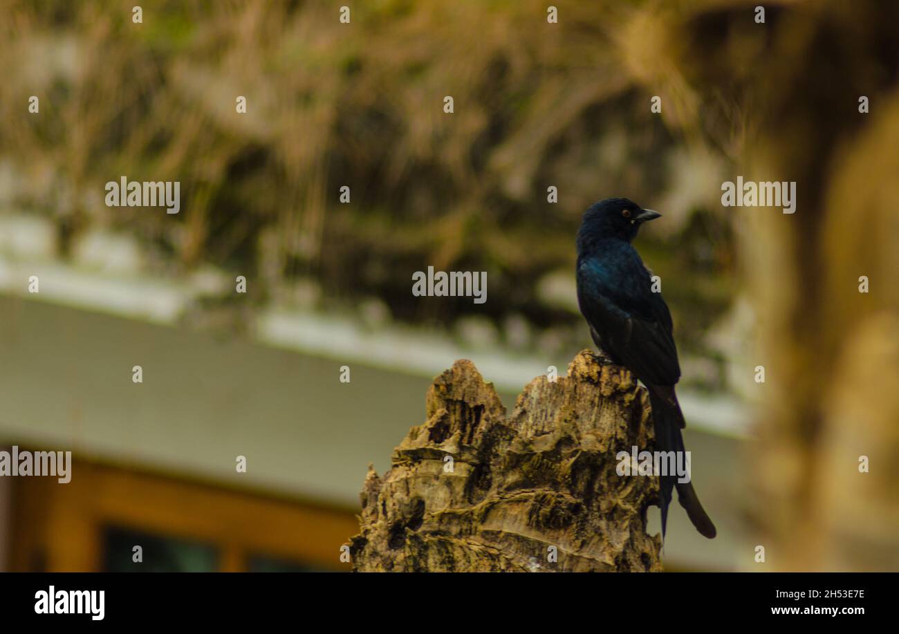 black bird alone sitting on the top of tree Stock Photo - Alamy