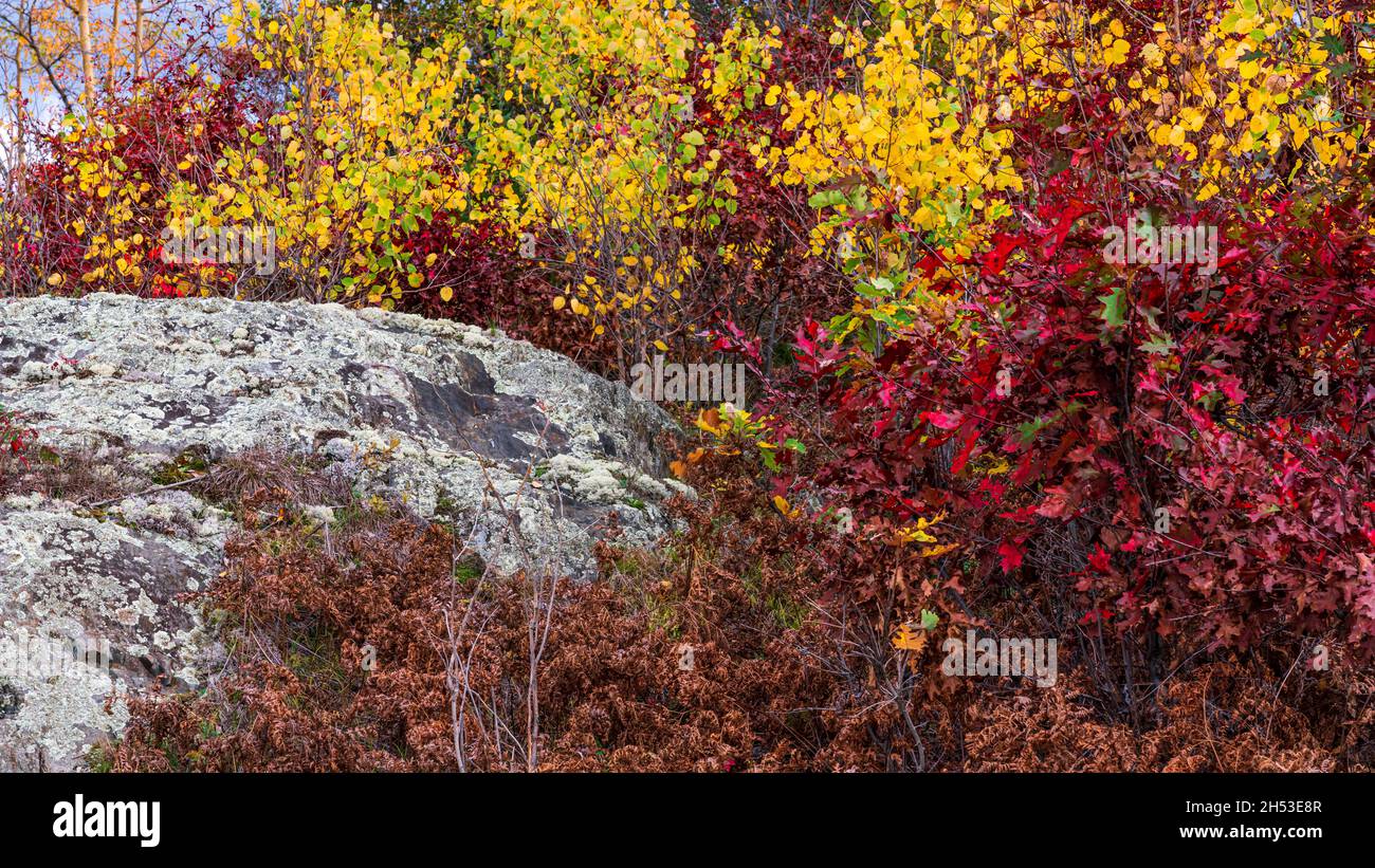 Fall foliage in the trees along Highway 11 in northwestern Ontario ...