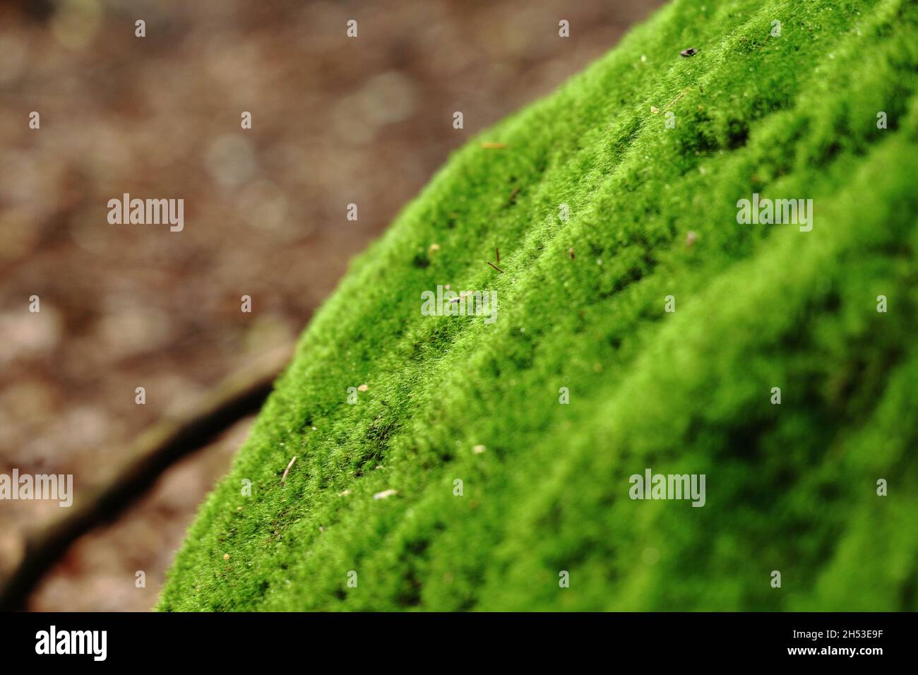 Moss on a stone hi-res stock photography and images - Alamy