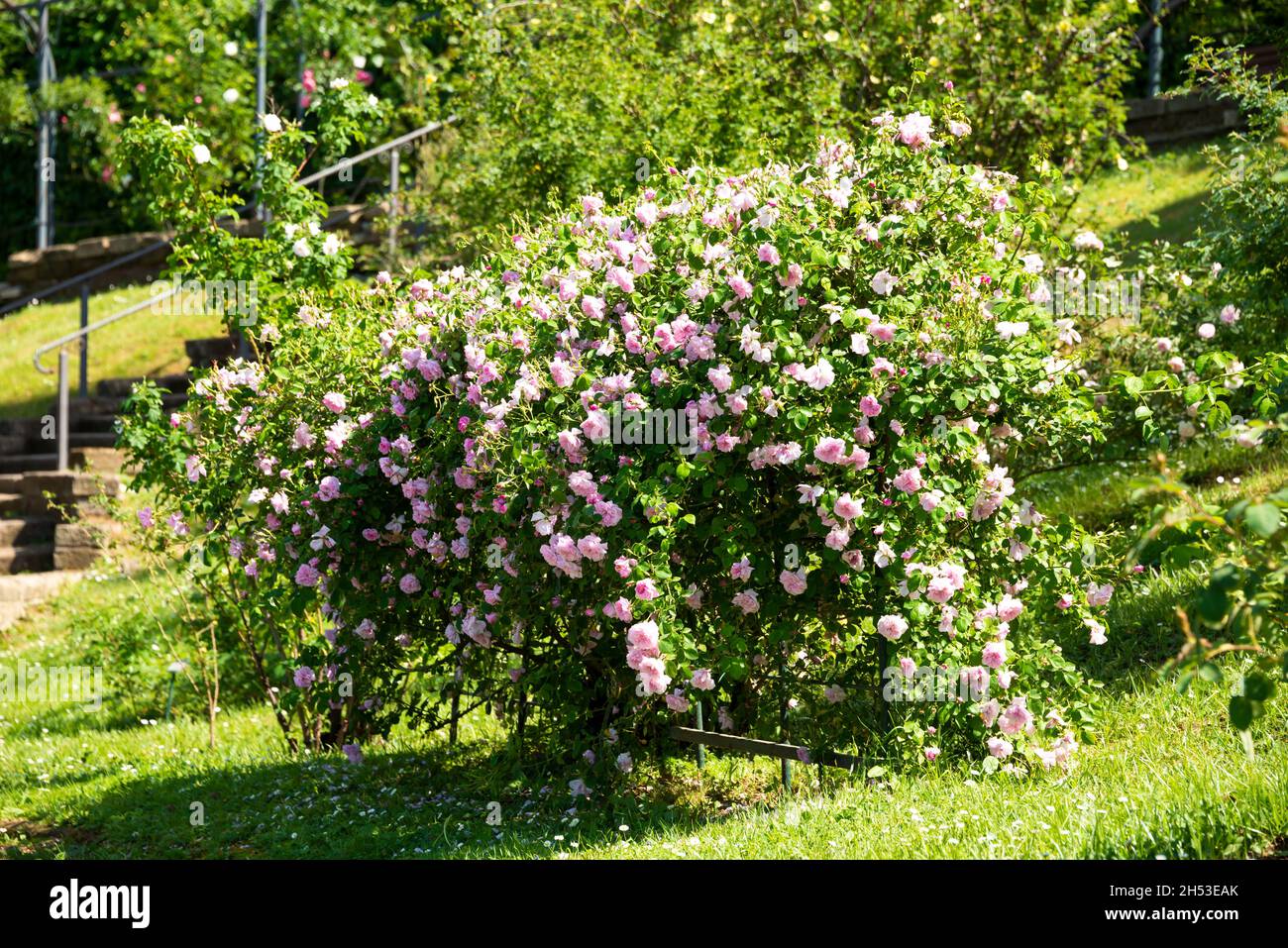 Spring garden roses hi-res stock photography and images - Alamy
