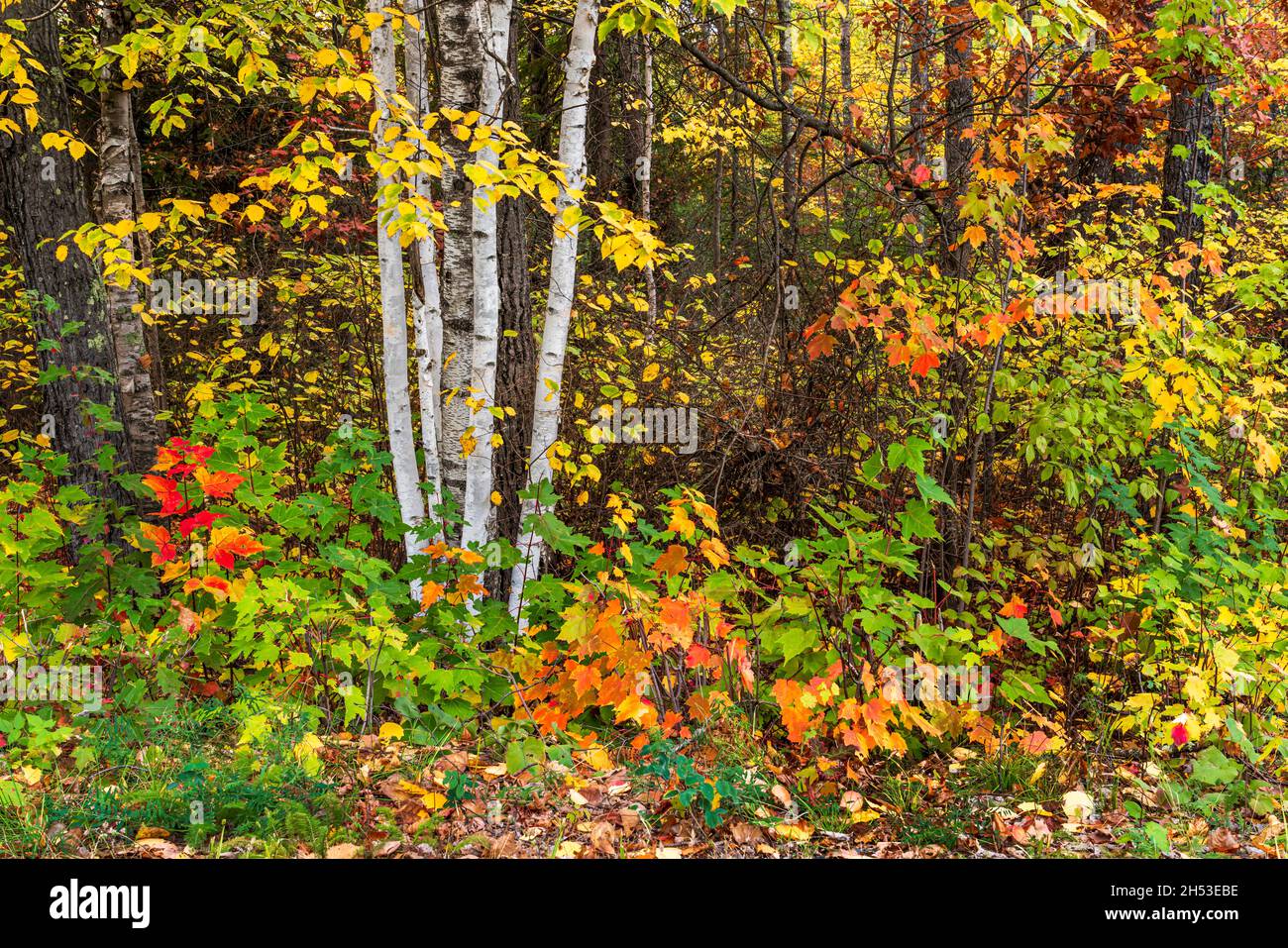 Fall foliage in the trees along Highway 11 in northwestern Ontario ...