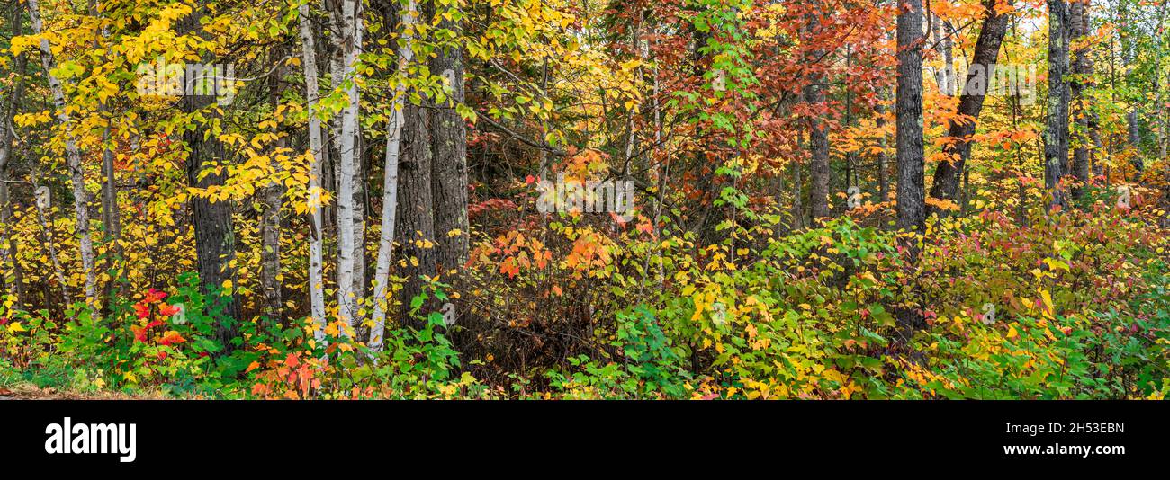 Fall foliage in the trees along Highway 11 in northwestern Ontario ...