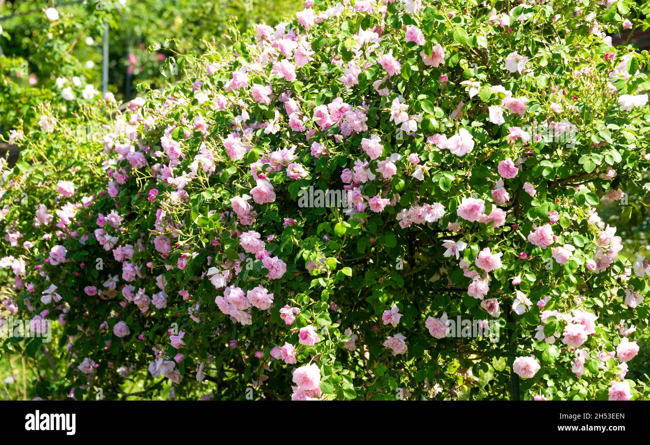 Beautiful roses blooming in a garden in spring Stock Photo - Alamy