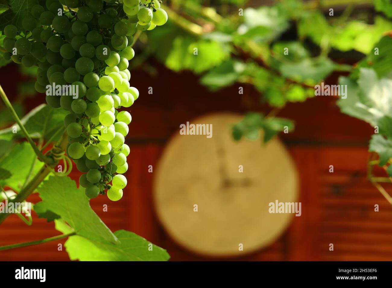 Grapes in the Sun Stock Photo - Alamy