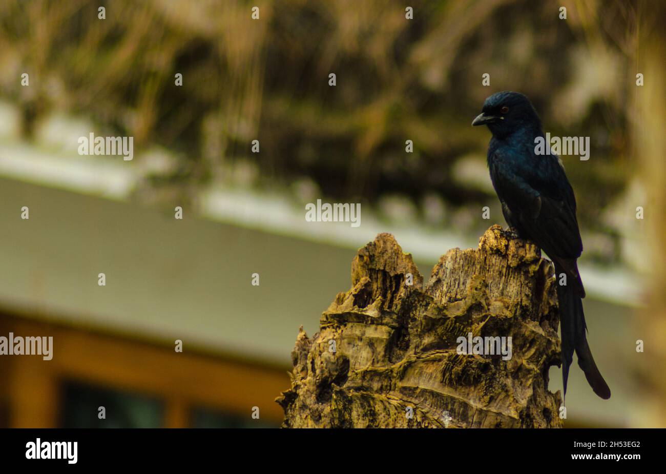 black bird alone sitting on the top of tree Stock Photo - Alamy